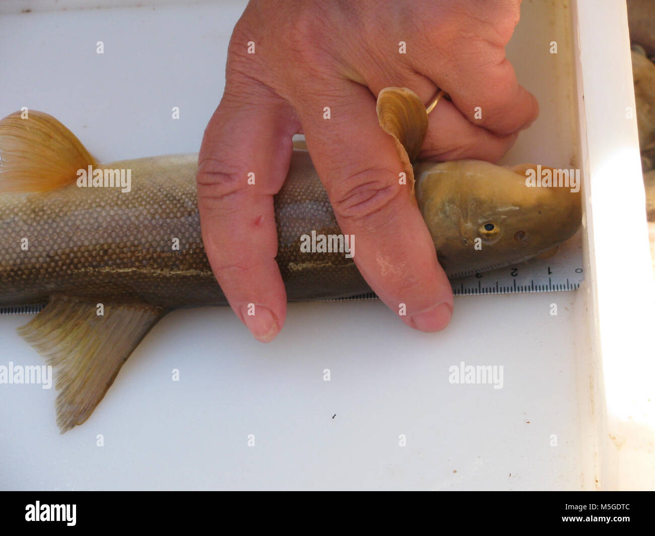 Grand CanyonHumpback Chub Translocation in Shinumo Creek 2010 Humpback ...