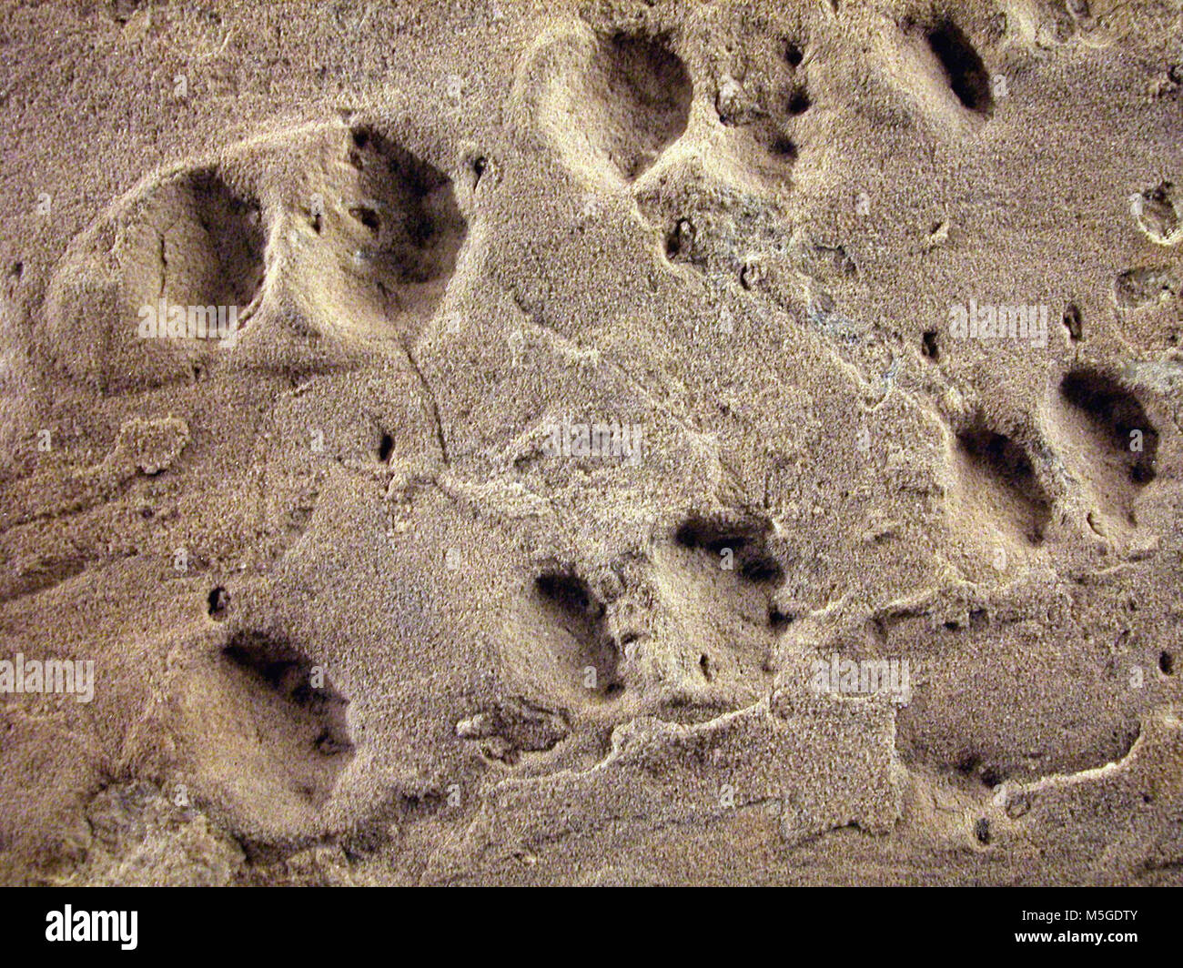 Coconino sandstone tracks hi-res stock photography and images - Alamy