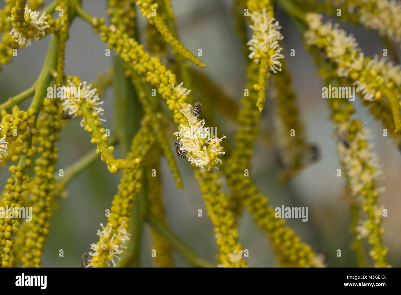 Close up Bee and Green palm tree seed and flower Stock Photo - Alamy