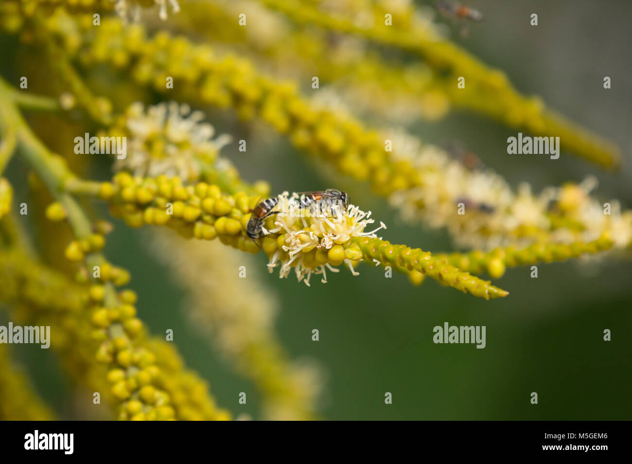 Close up Bee and Green palm tree seed and flower Stock Photo - Alamy