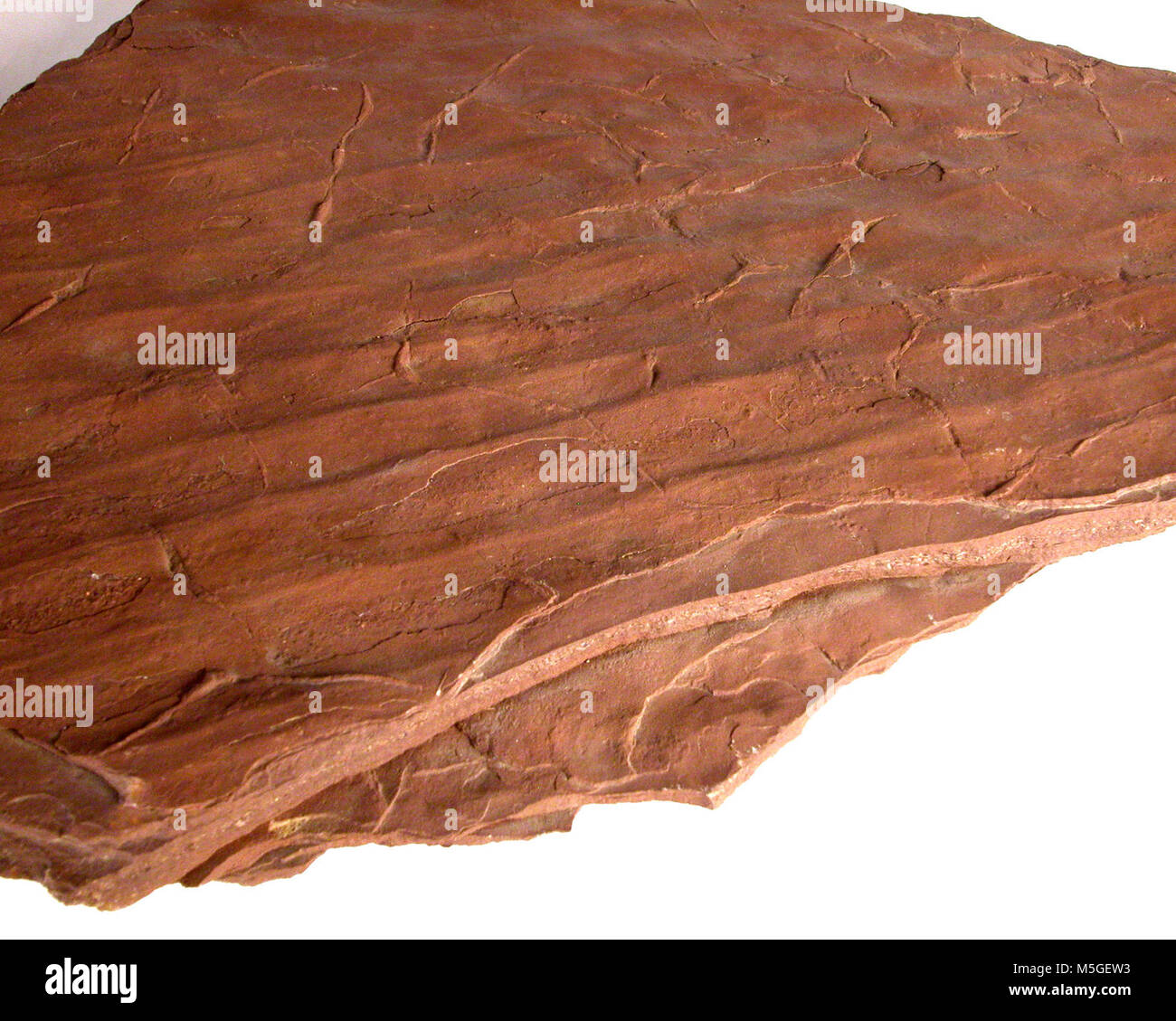 Grand Canyon Fossil Ripples in Shale FOSSIL - RIPPLE MARKS IN SHALE ...