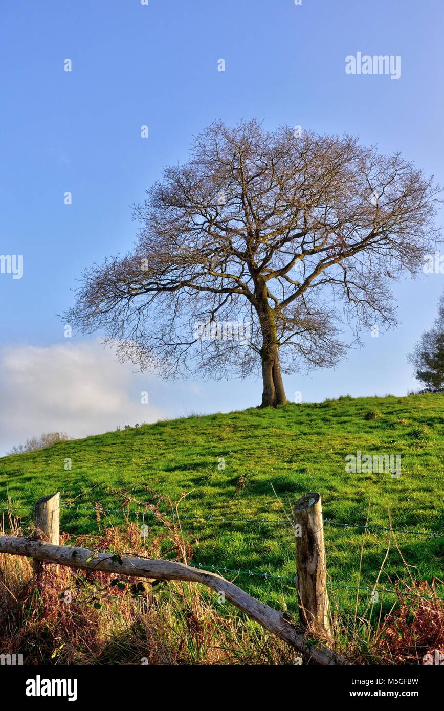 Sidra tree hi-res stock photography and images - Alamy