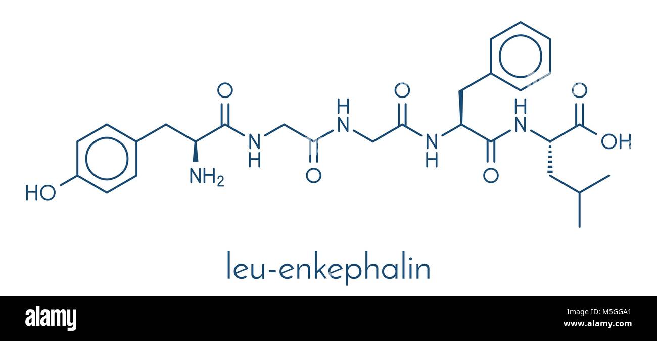 Leu-enkephalin endogenous opioid peptide molecule. Skeletal formula ...