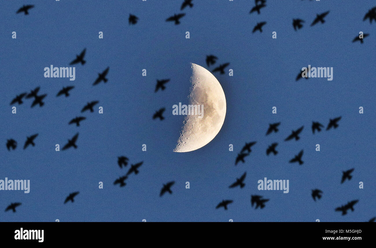 Starling murmuration moon hi-res stock photography and images - Alamy