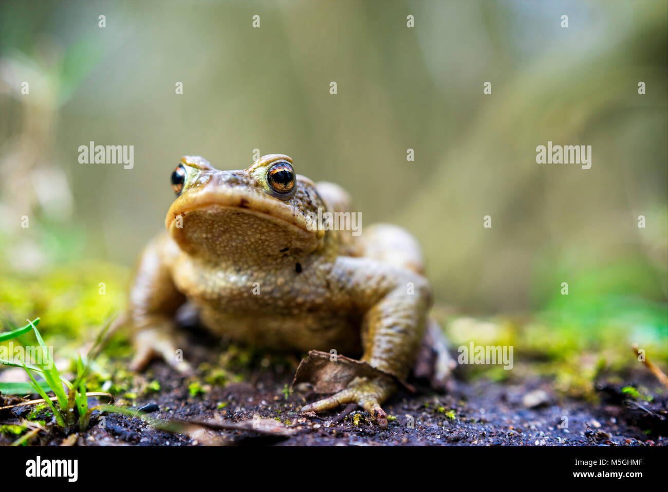 Frog migration hi-res stock photography and images - Alamy