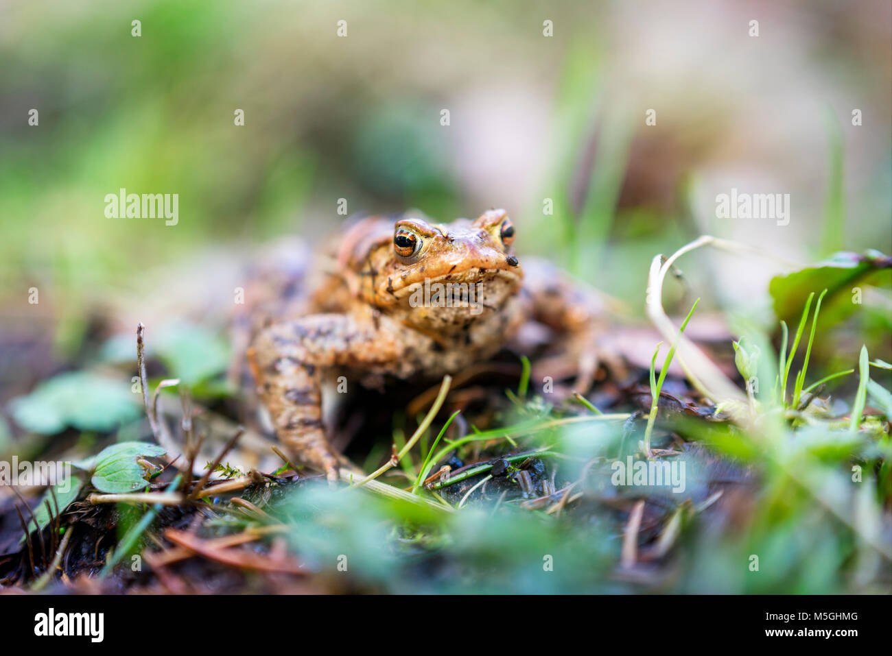 Frog migration hi-res stock photography and images - Alamy