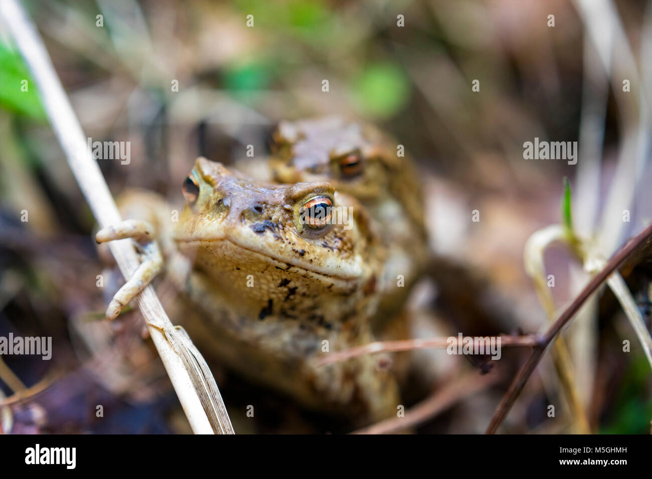 Toad migration in spring, Schleswig-Holstein Stock Photo - Alamy