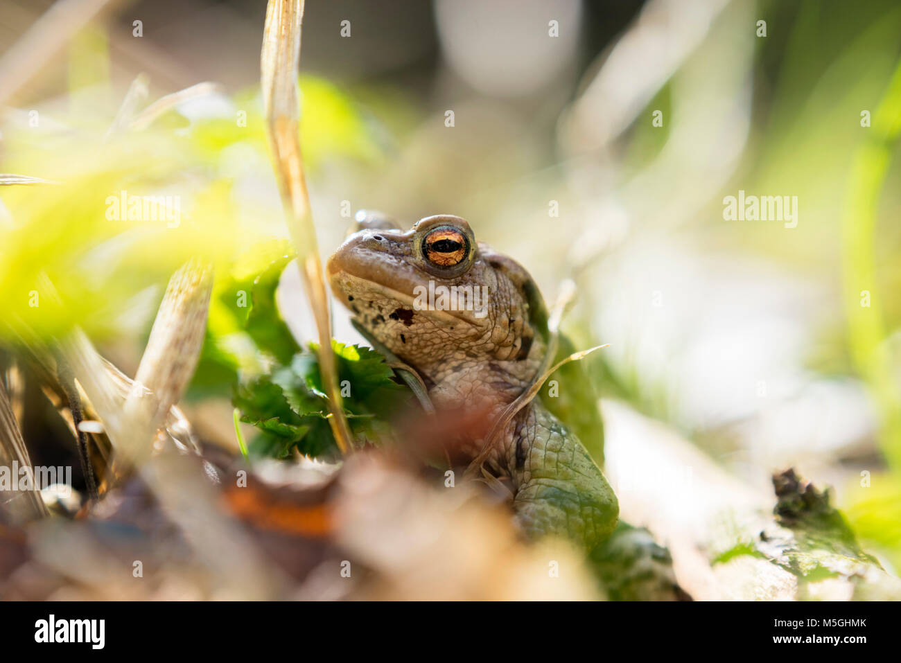 Frog migration hi-res stock photography and images - Alamy
