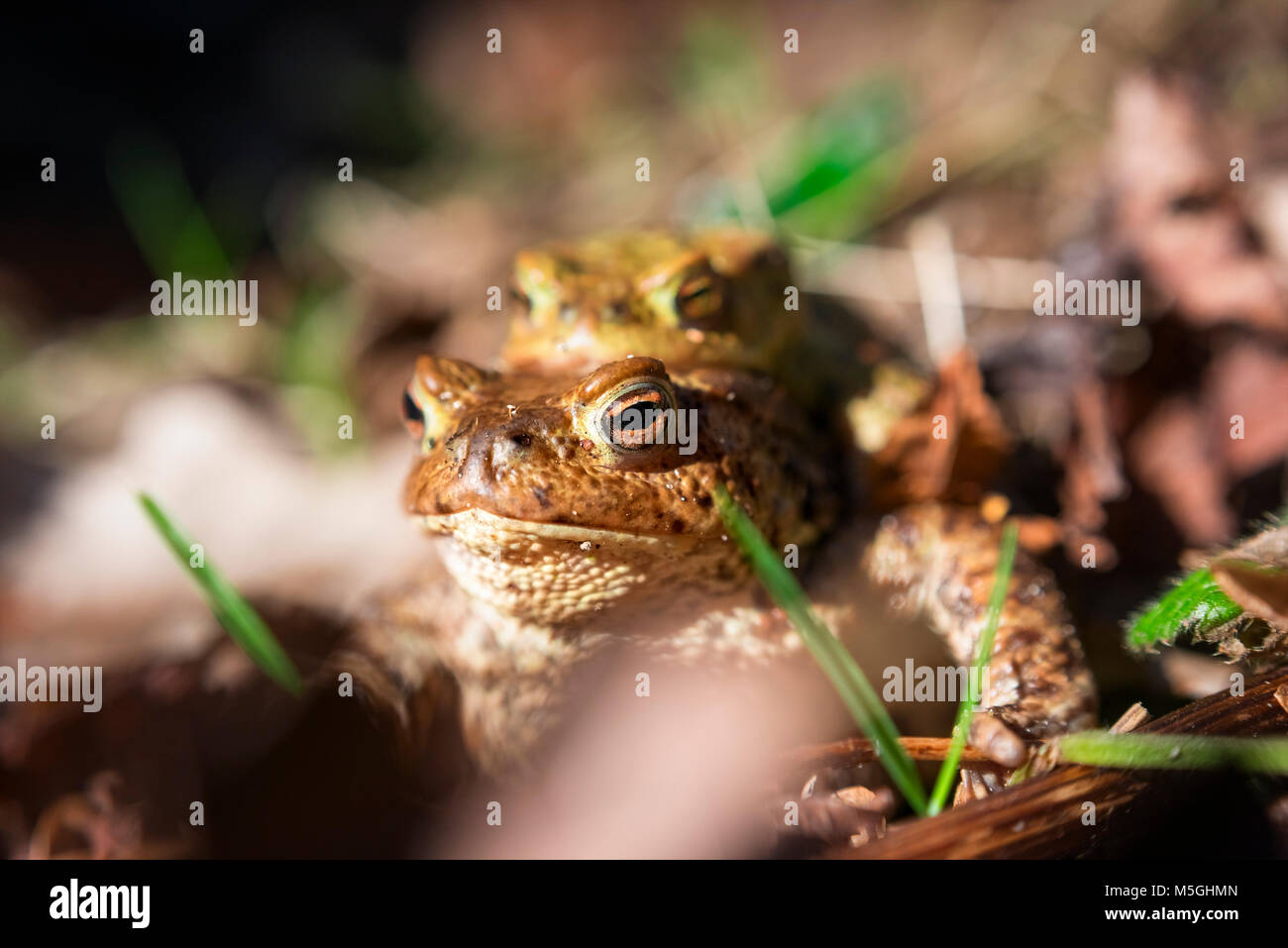 Frog Migration High Resolution Stock Photography and Images - Alamy