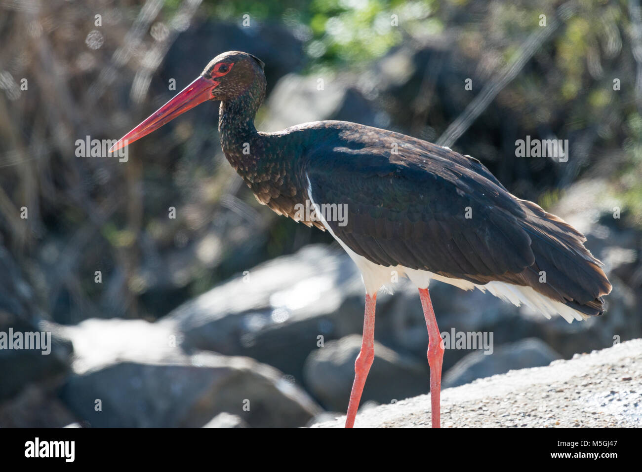 Juvenile reptiles hi-res stock photography and images - Alamy