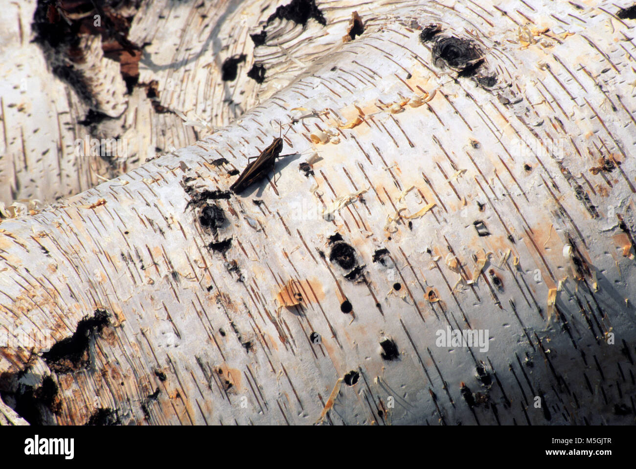 Birchen hi-res stock photography and images - Alamy