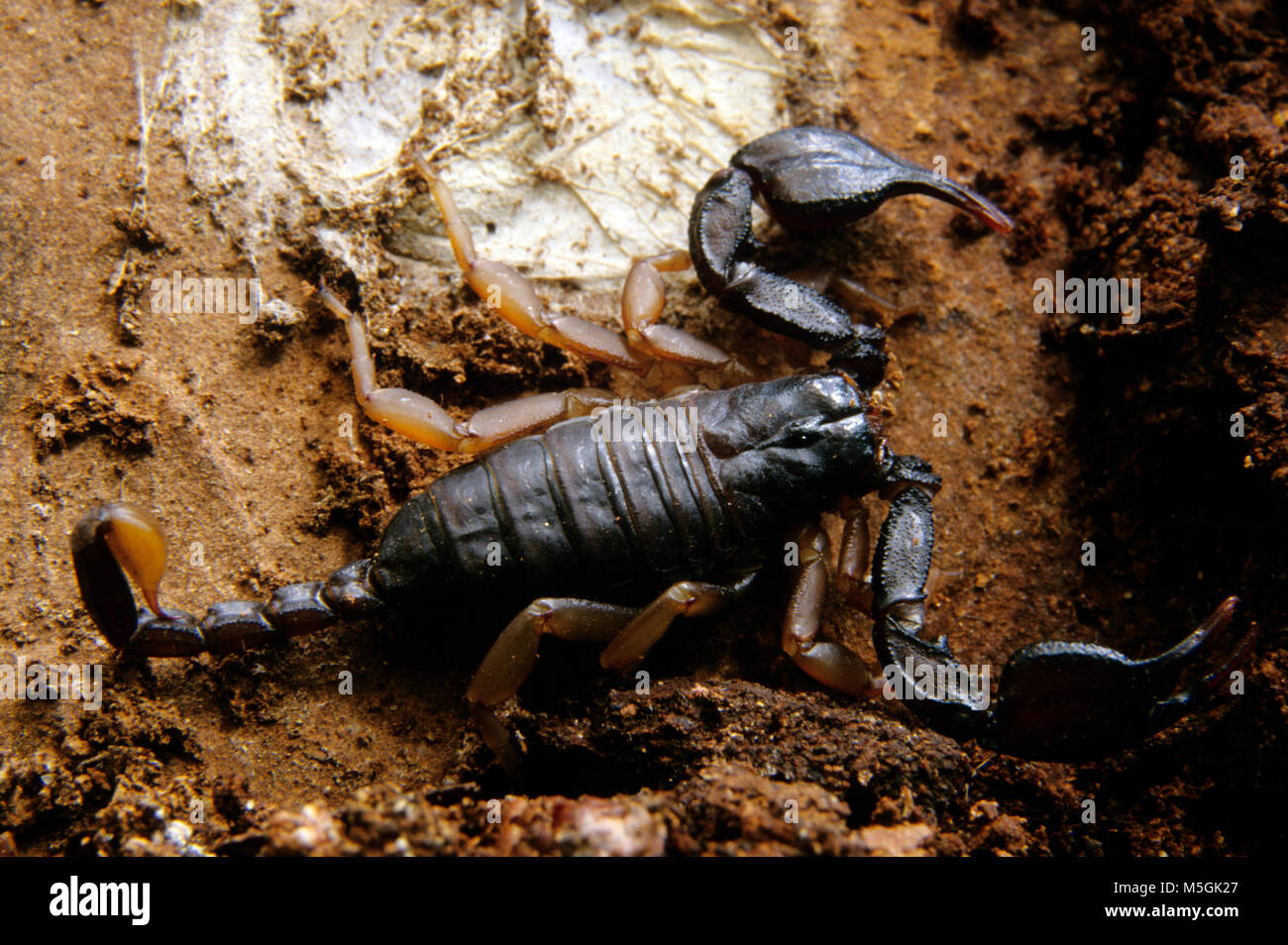Skorpion hi-res stock photography and images - Alamy
