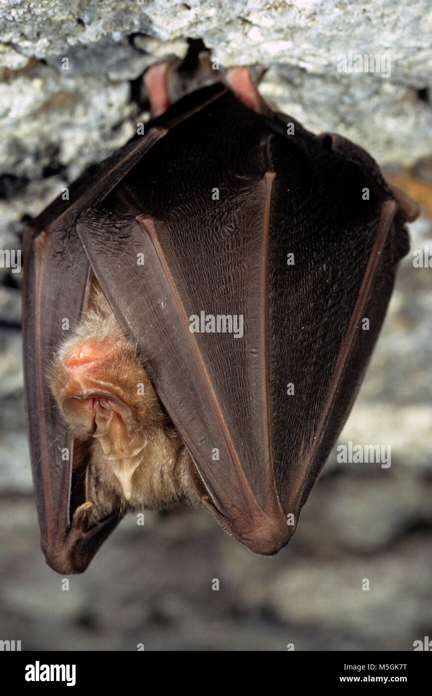 Chiropterans hi-res stock photography and images - Alamy