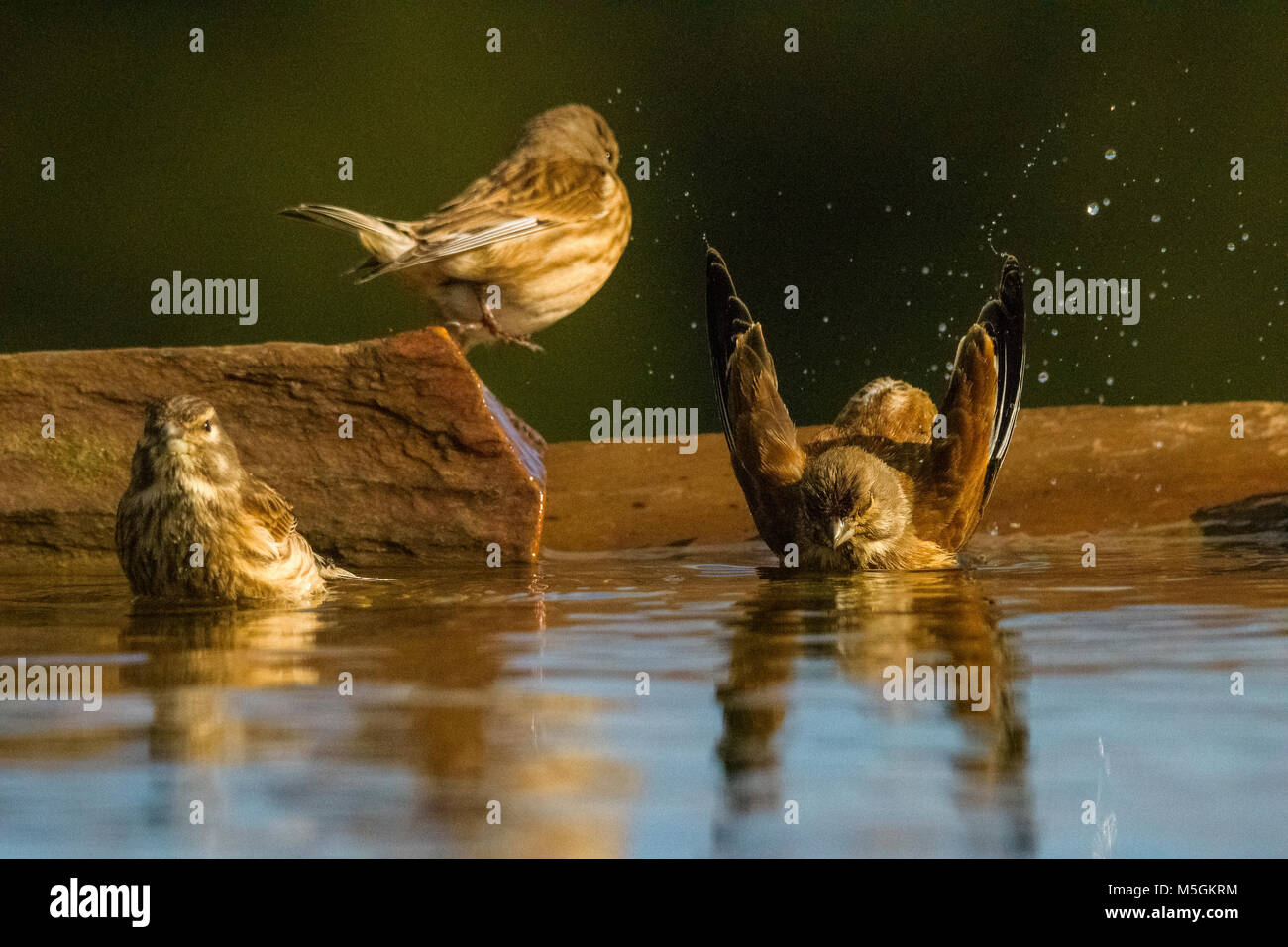 Hot water birds hi-res stock photography and images - Alamy