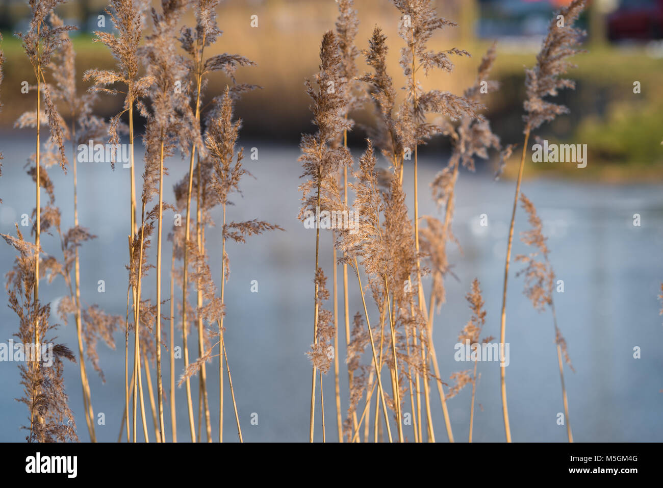 Frozen reed in front hi-res stock photography and images - Alamy