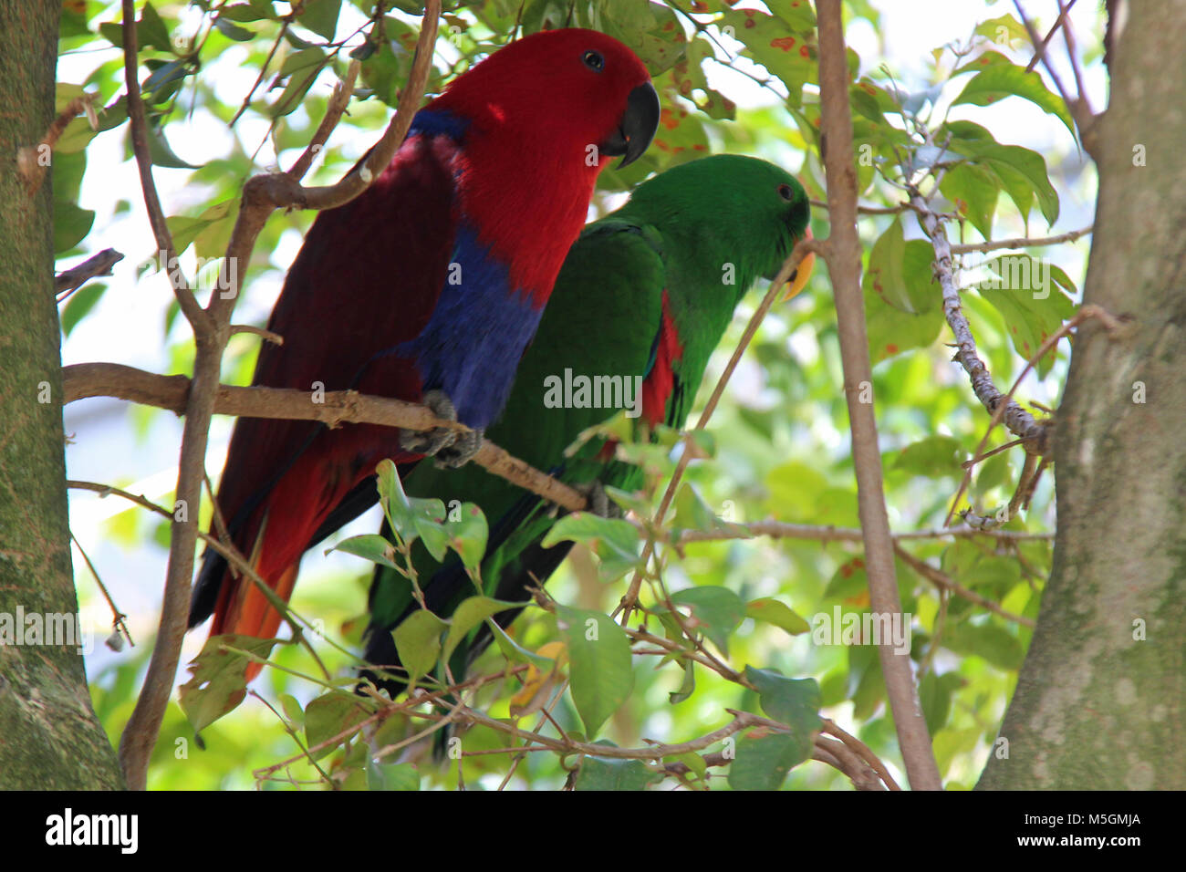 Parrots in a zoo in Adelaide (Australia Stock Photo - Alamy