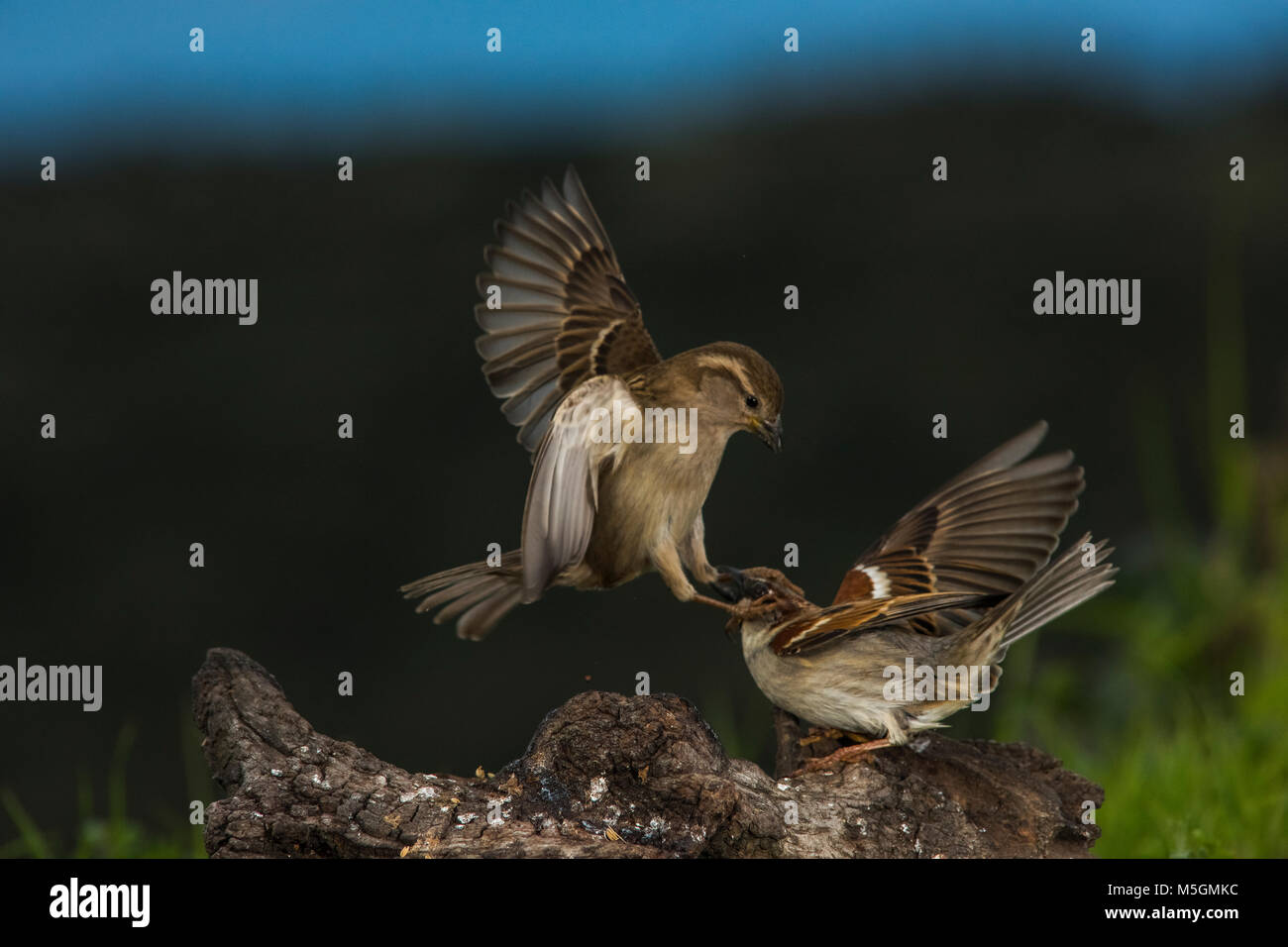 Reproduction of the birds hi-res stock photography and images - Alamy