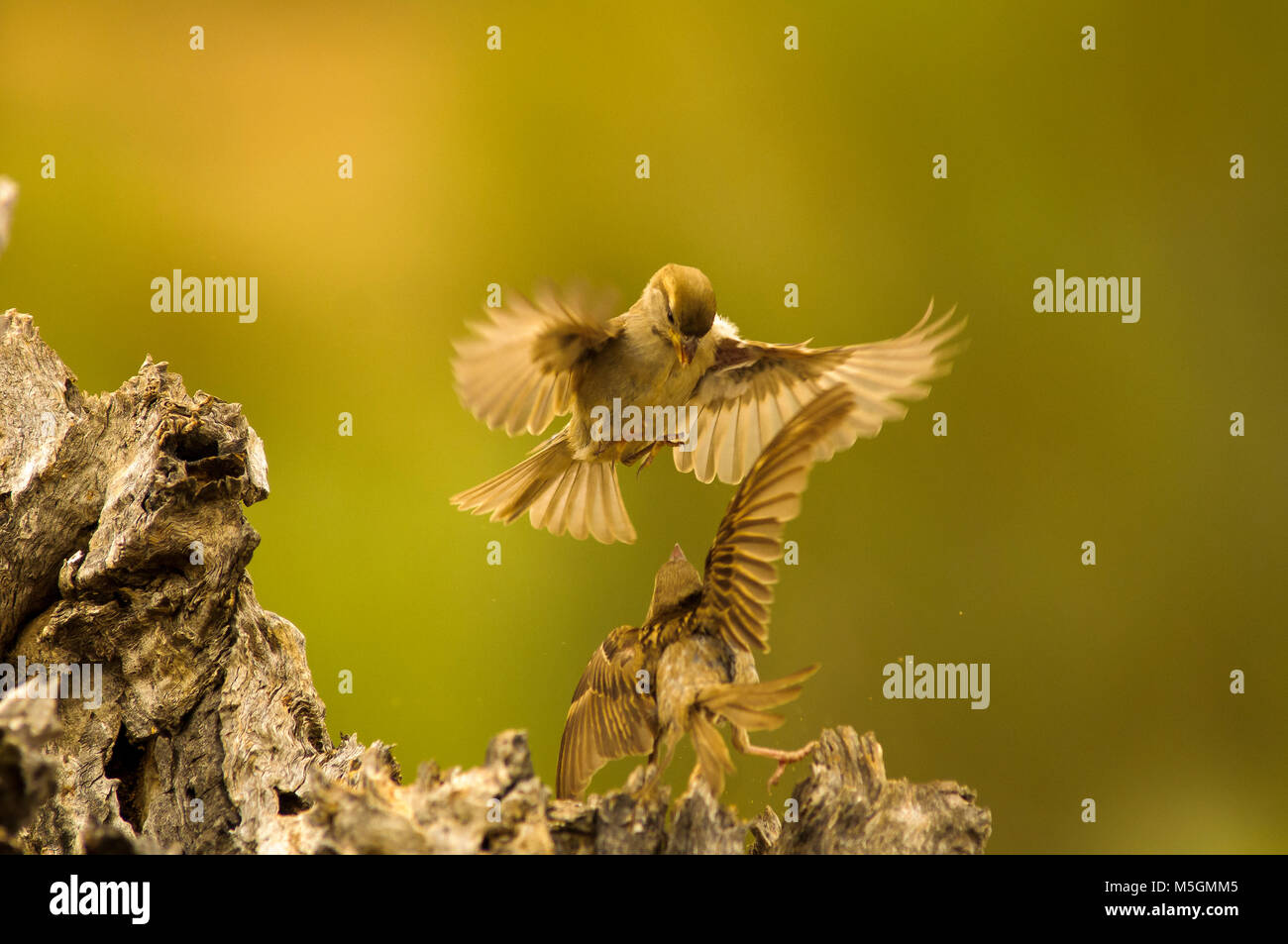 Reproduction of the birds hi-res stock photography and images - Alamy