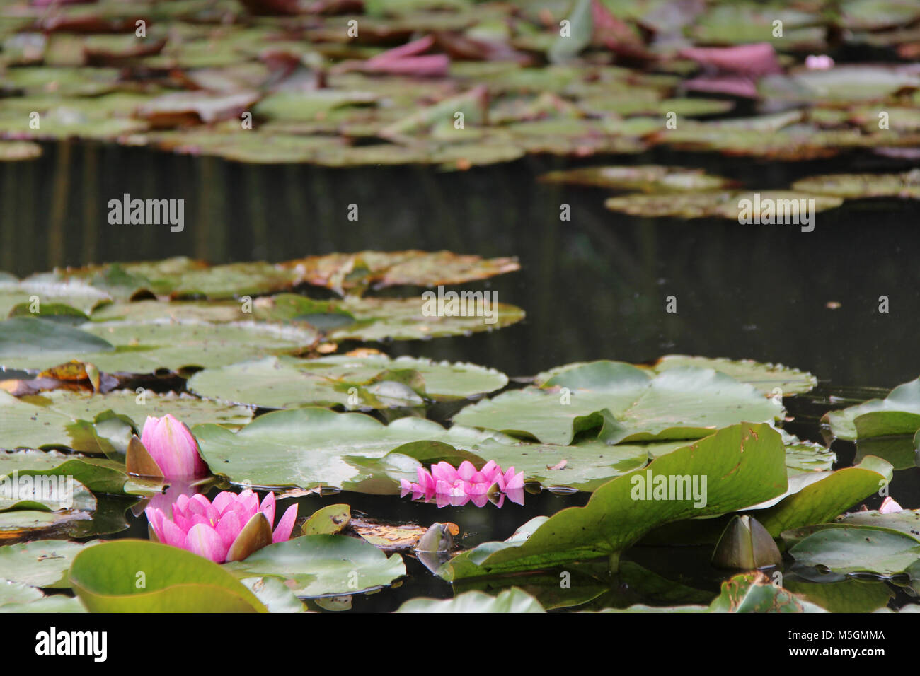 In a garden in Venansault (France Stock Photo - Alamy