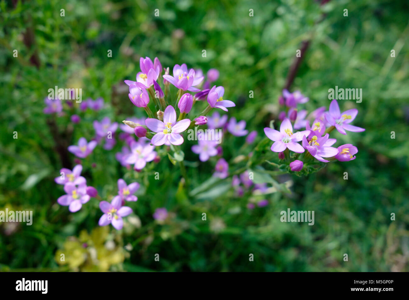 Pink centaurium hi-res stock photography and images - Alamy