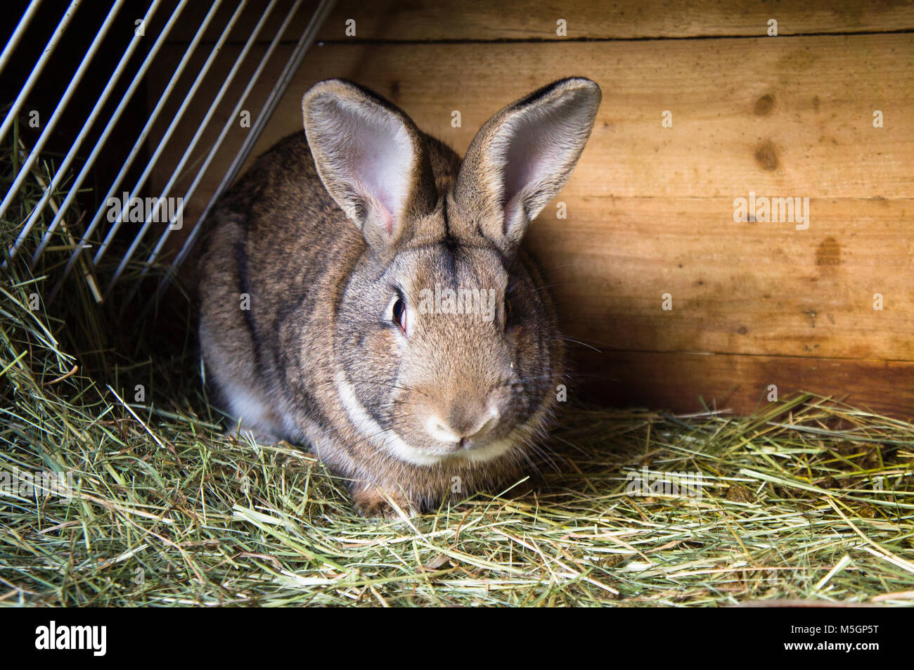 domestic rabbit,straw bedding in hutch Stock Photo - Alamy