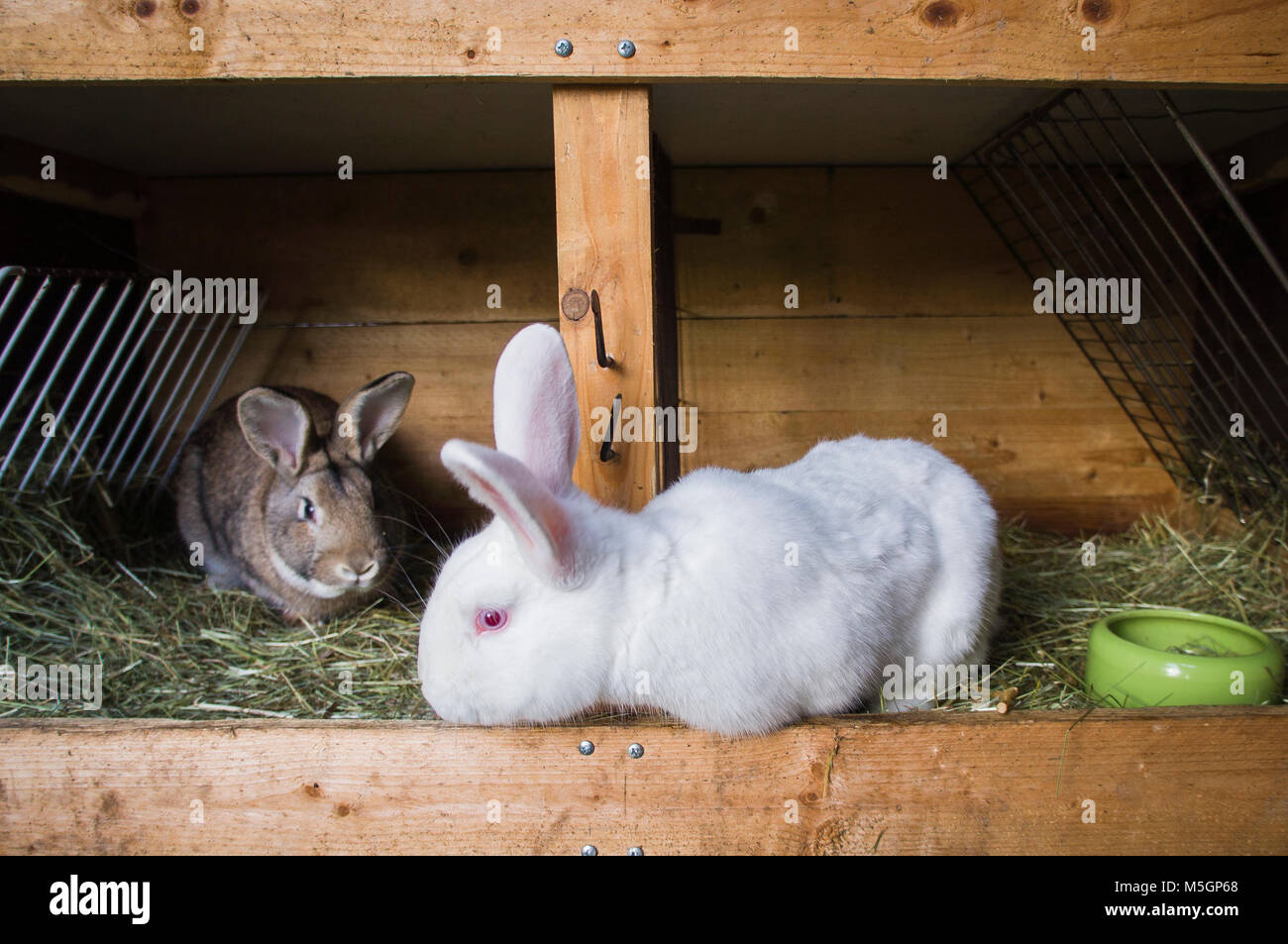 domestic rabbit,straw bedding in hutch Stock Photo - Alamy