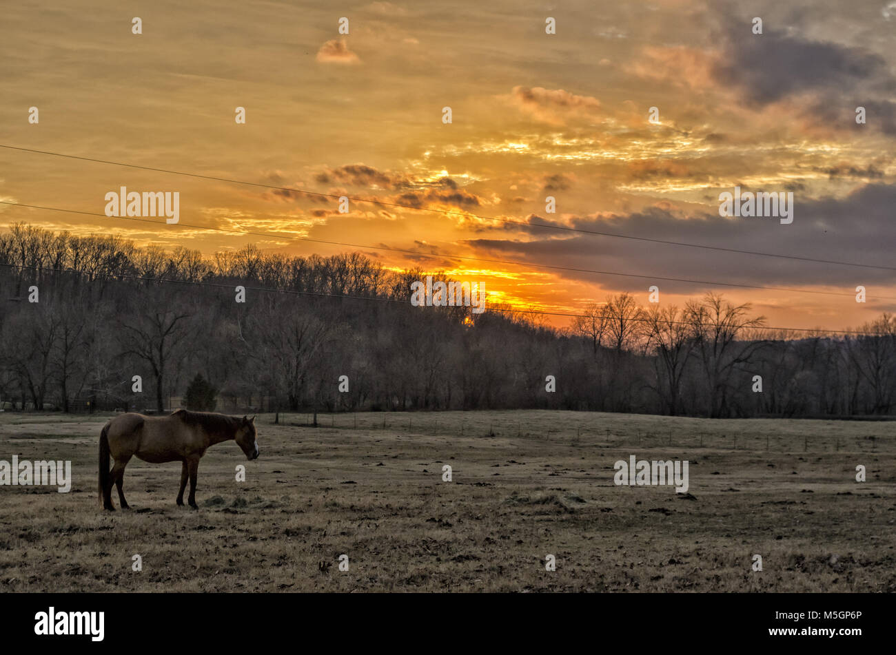 sunset on open field with horse in foreground and trees in background ...