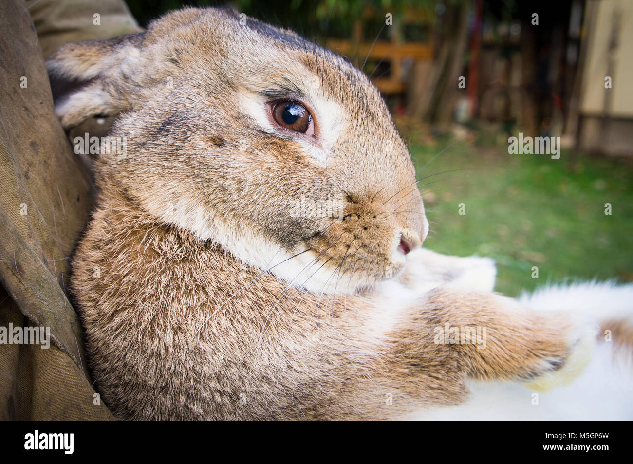 domestic rabbit,straw bedding in hutch Stock Photo - Alamy