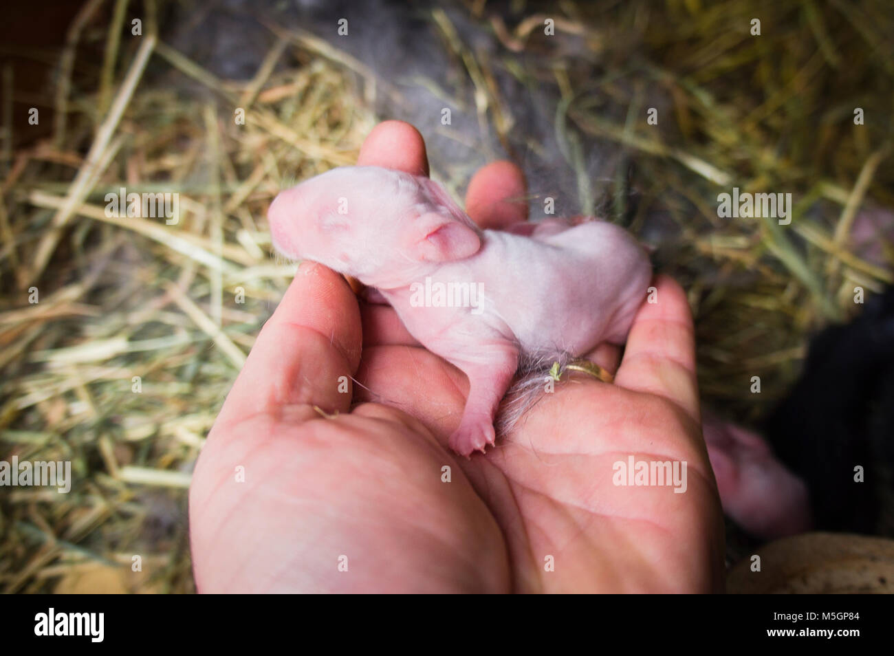 domestic rabbit,straw bedding in hutch,bunny,kit,kitten,nestling Stock ...