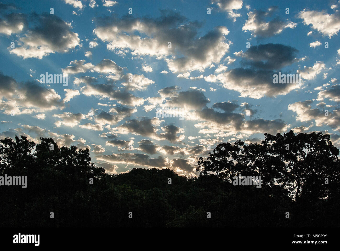 Treeline skyline hi-res stock photography and images - Alamy
