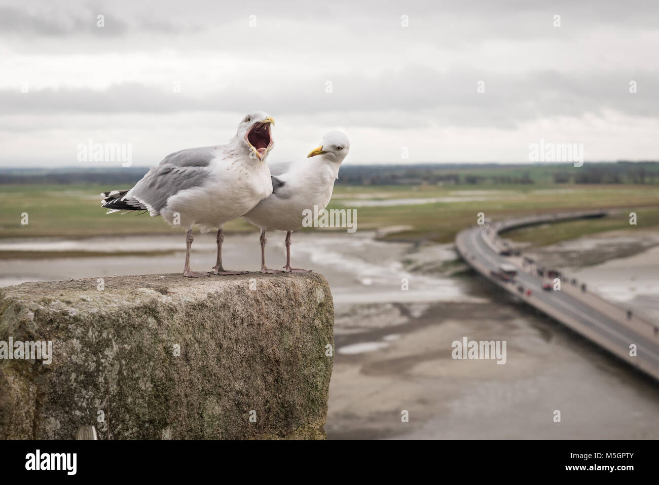 Two seagulls singing, yelling, screaming, at the top of fortress of of ...