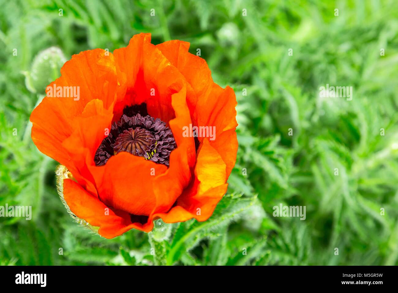 Close-up of a red poppy on a green background Stock Photo - Alamy