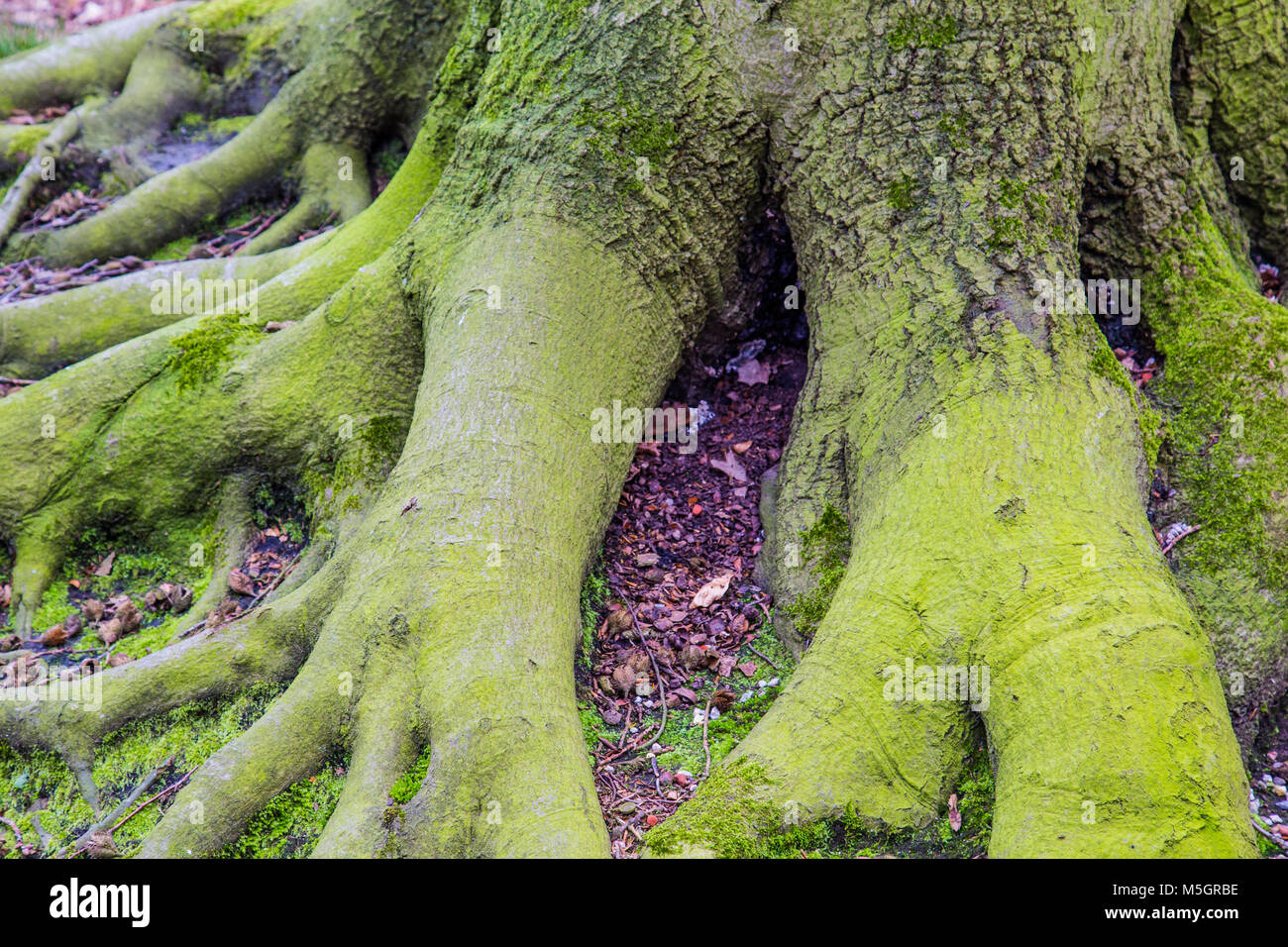 Close-up of big tree roots of an old large beech Stock Photo - Alamy