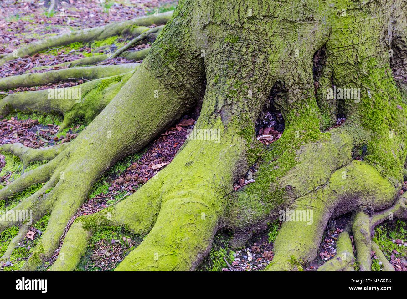 Big tree roots hi-res stock photography and images - Alamy