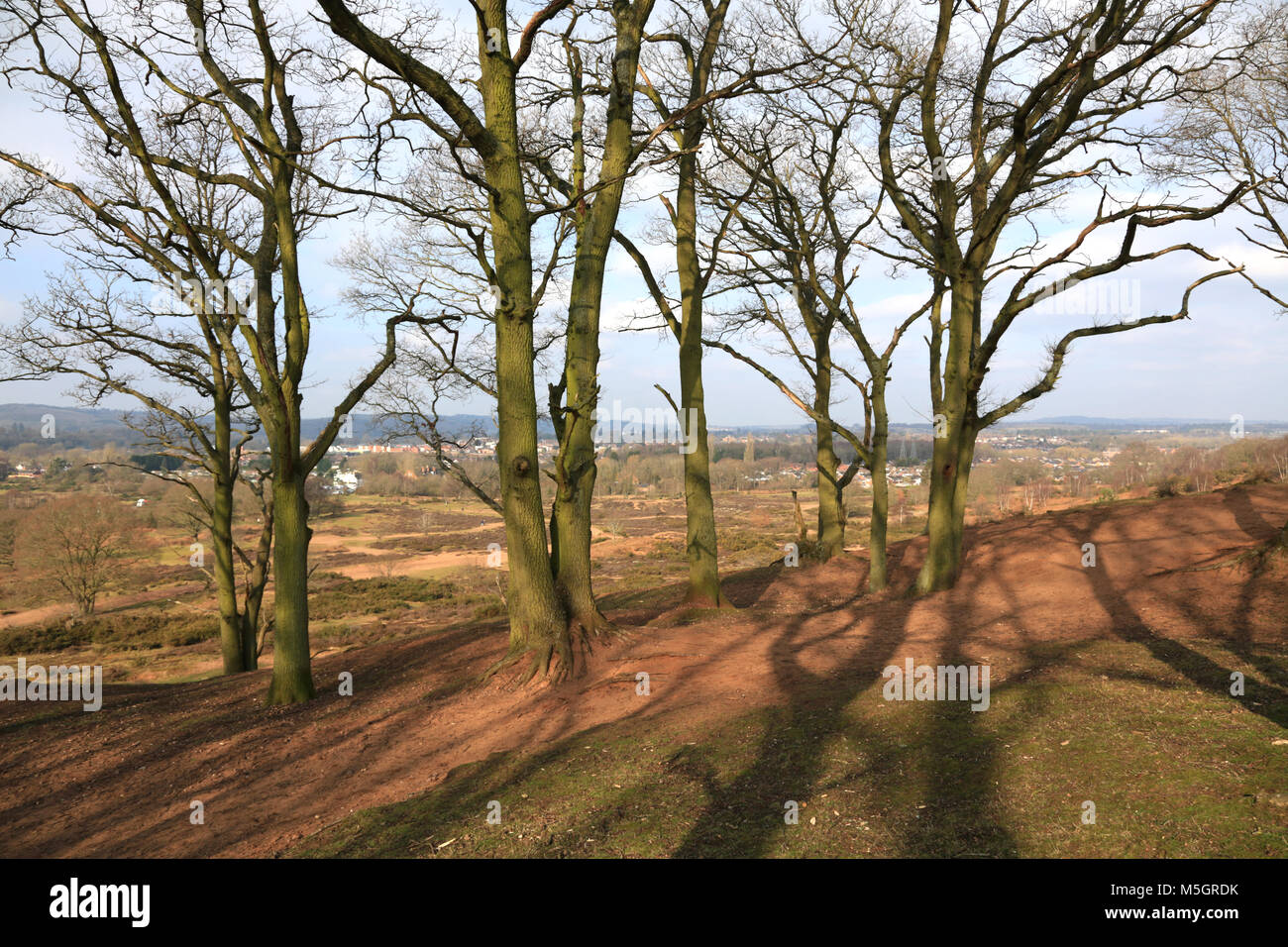Common gorse cattle hi-res stock photography and images - Alamy