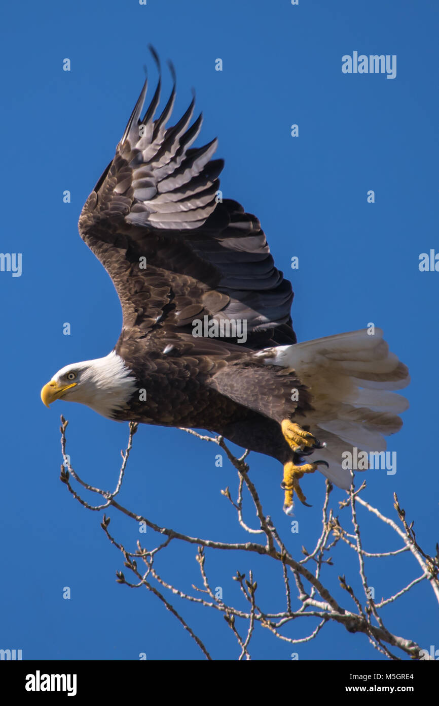 A Bald Eagle stretches her wings and takes flight from her perch Stock ...