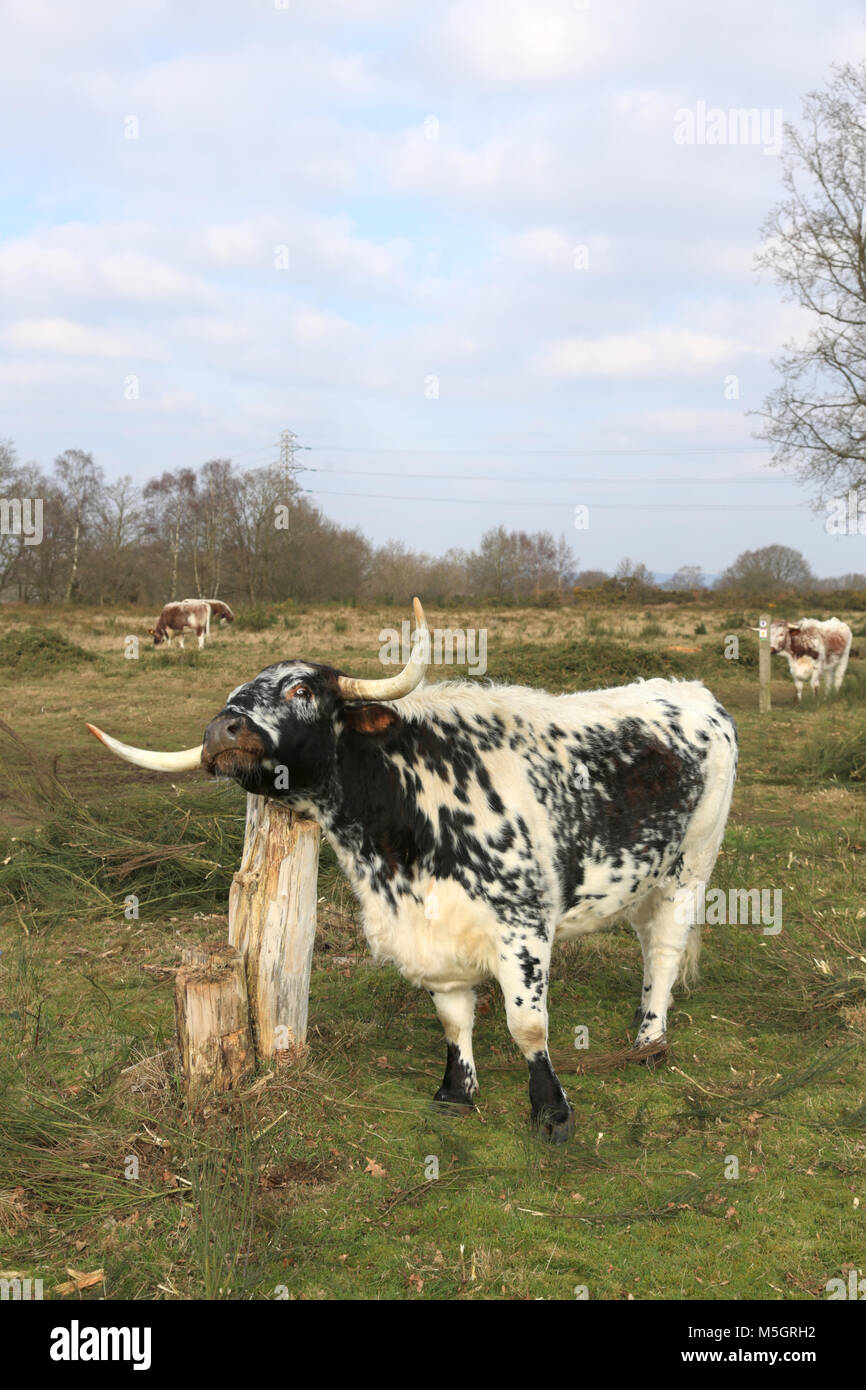 English longhorn cattle hi-res stock photography and images - Alamy