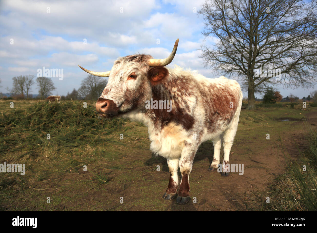 English Longhorn Cattle High Resolution Stock Photography and Images ...