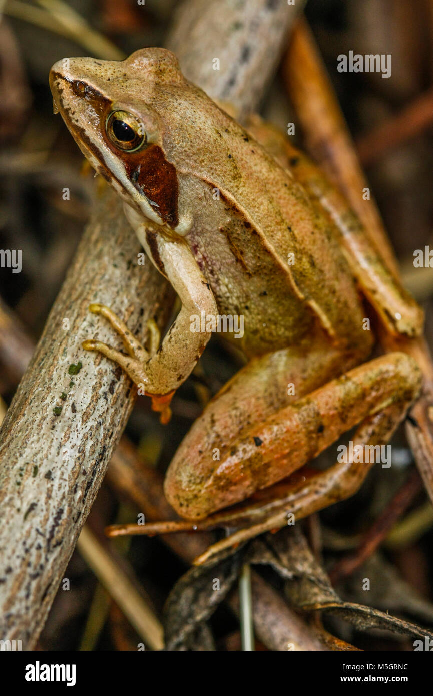 Frog details hi-res stock photography and images - Alamy