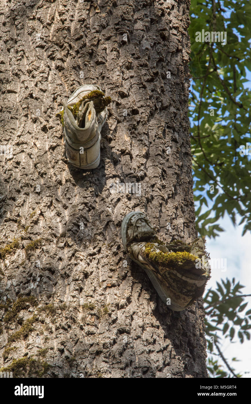 Sneakers on a tree Stock Photo - Alamy