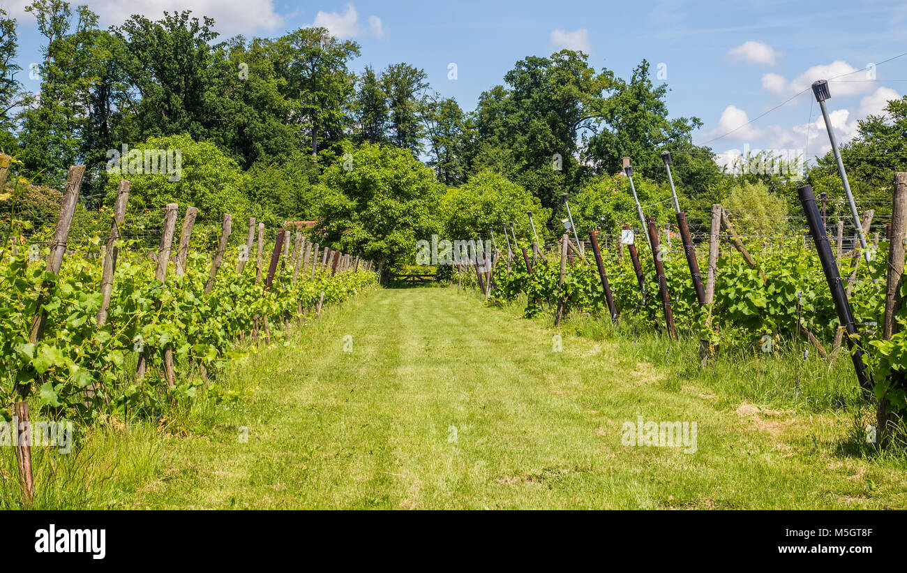 Wine leaves vinyard hi-res stock photography and images - Alamy