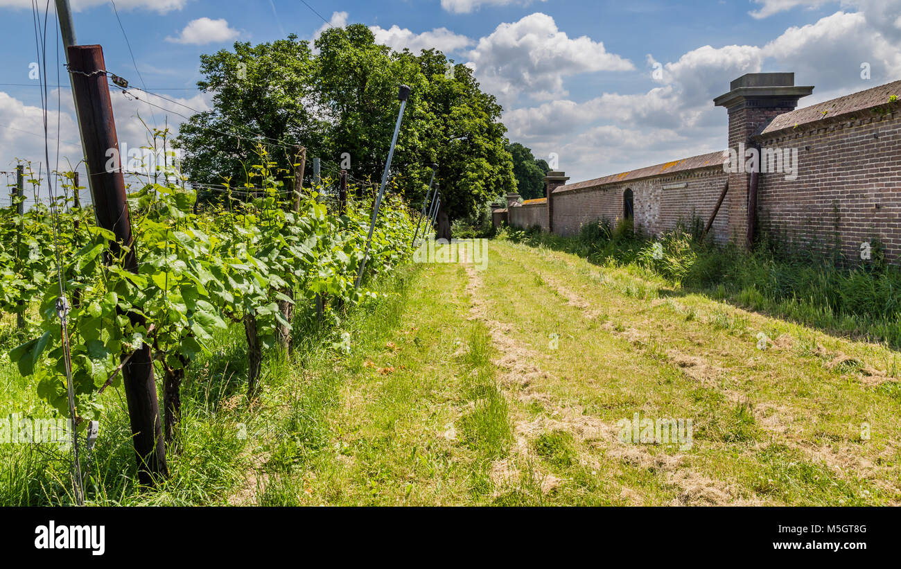 Wine leaves vinyard hi-res stock photography and images - Alamy