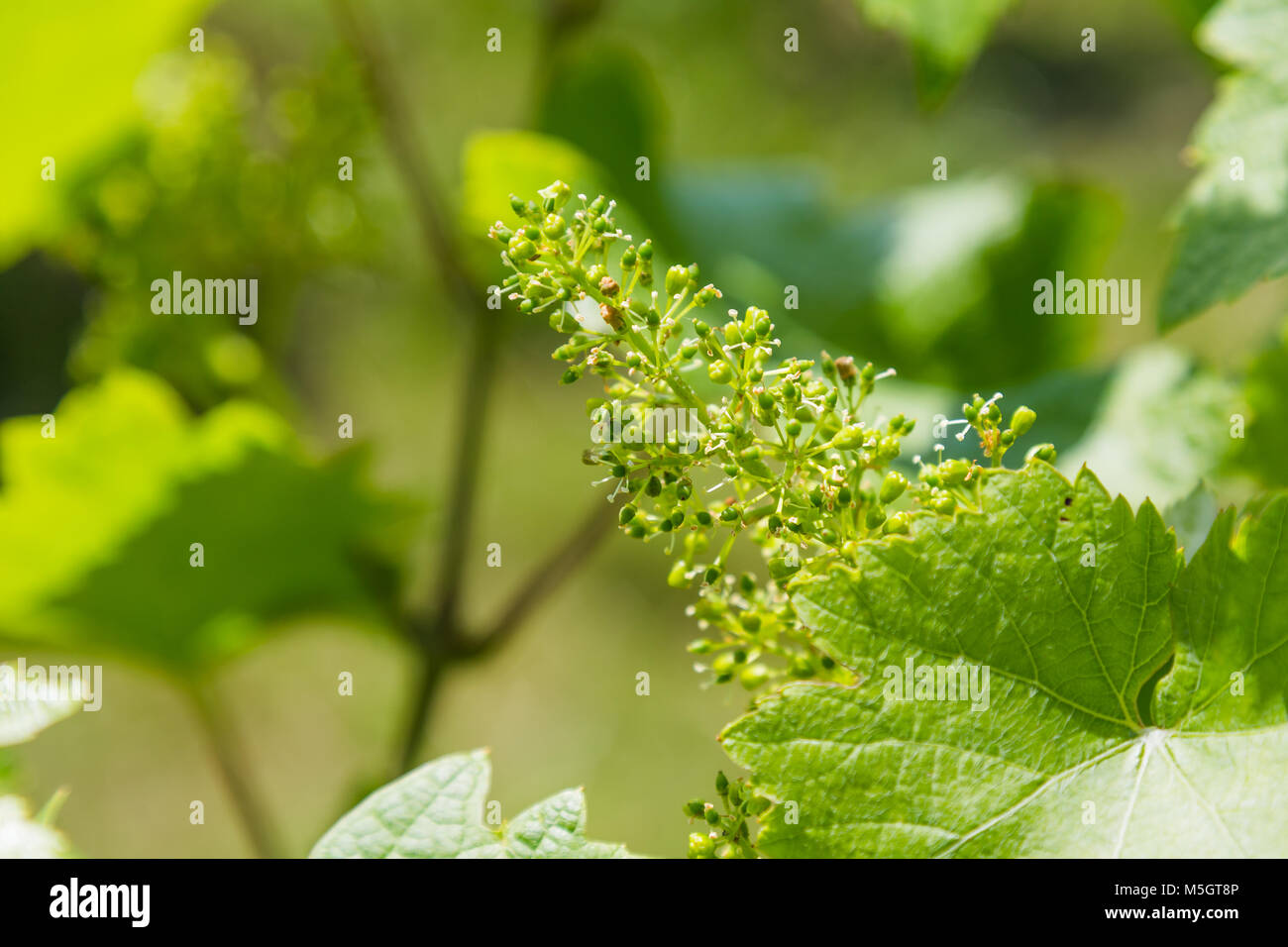 Flowering grape in the vineyard Stock Photo - Alamy