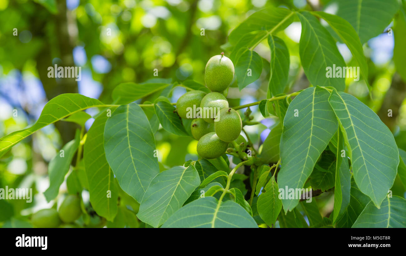Walnut cultivation hi-res stock photography and images - Alamy