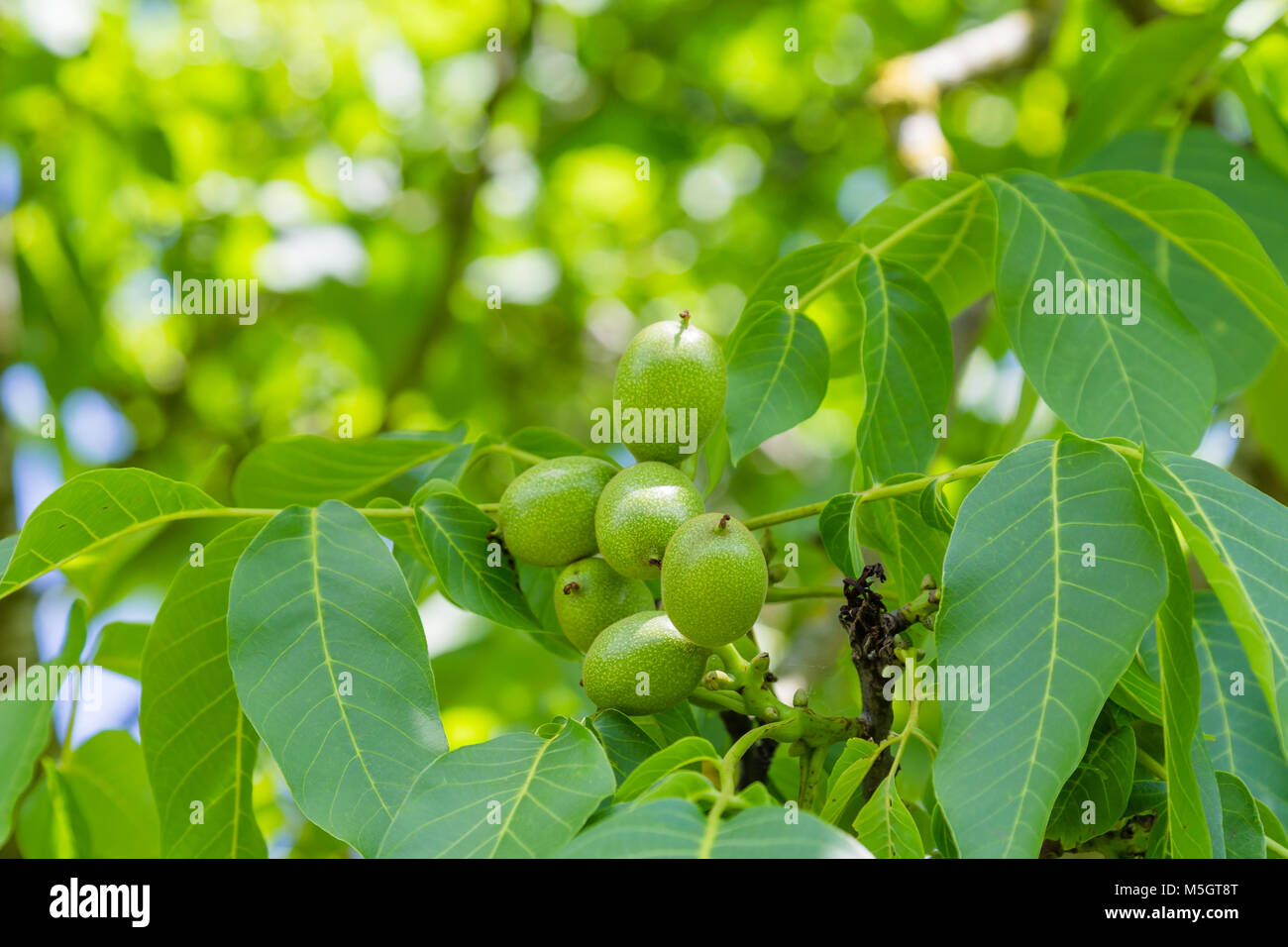 Walnut cultivation hi-res stock photography and images - Alamy