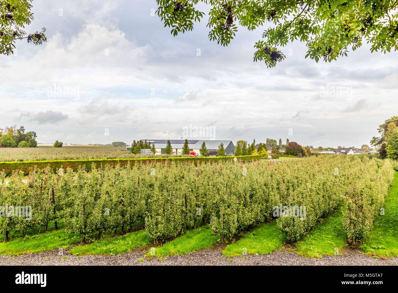 Dutch fruit farm Betuwe Netherland Stock Photo - Alamy