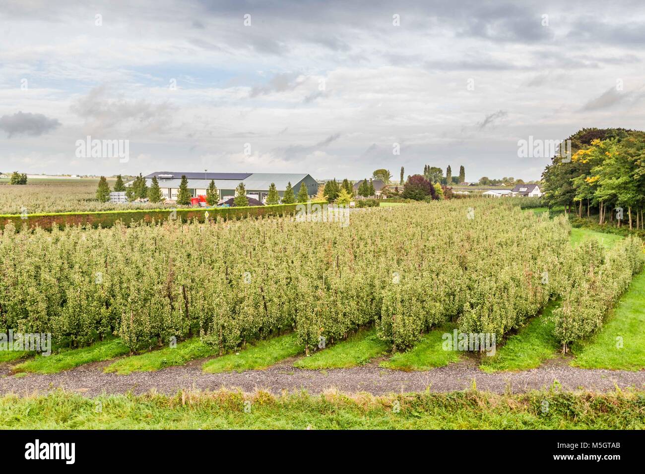 Fruit production hi-res stock photography and images - Alamy