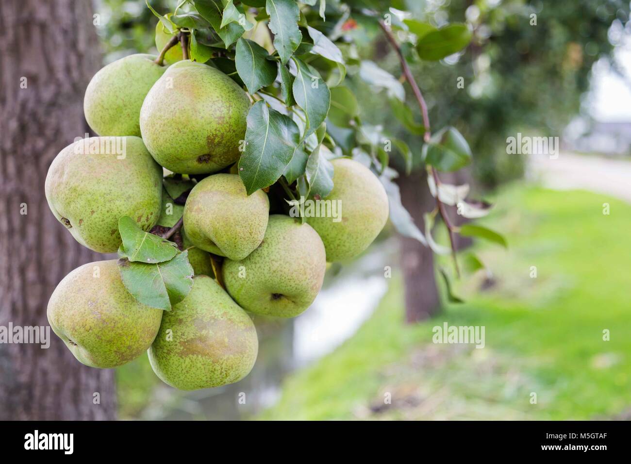 Mature fruit pear tree hi-res stock photography and images - Alamy