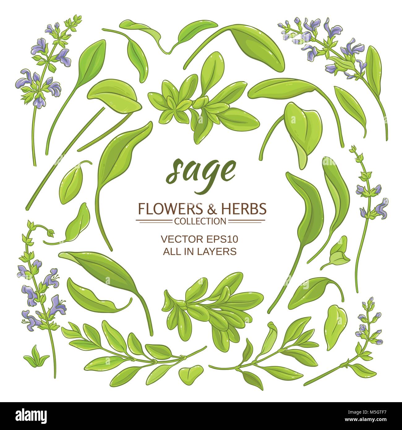 sage plant elements set on white background Stock Vector Image & Art ...