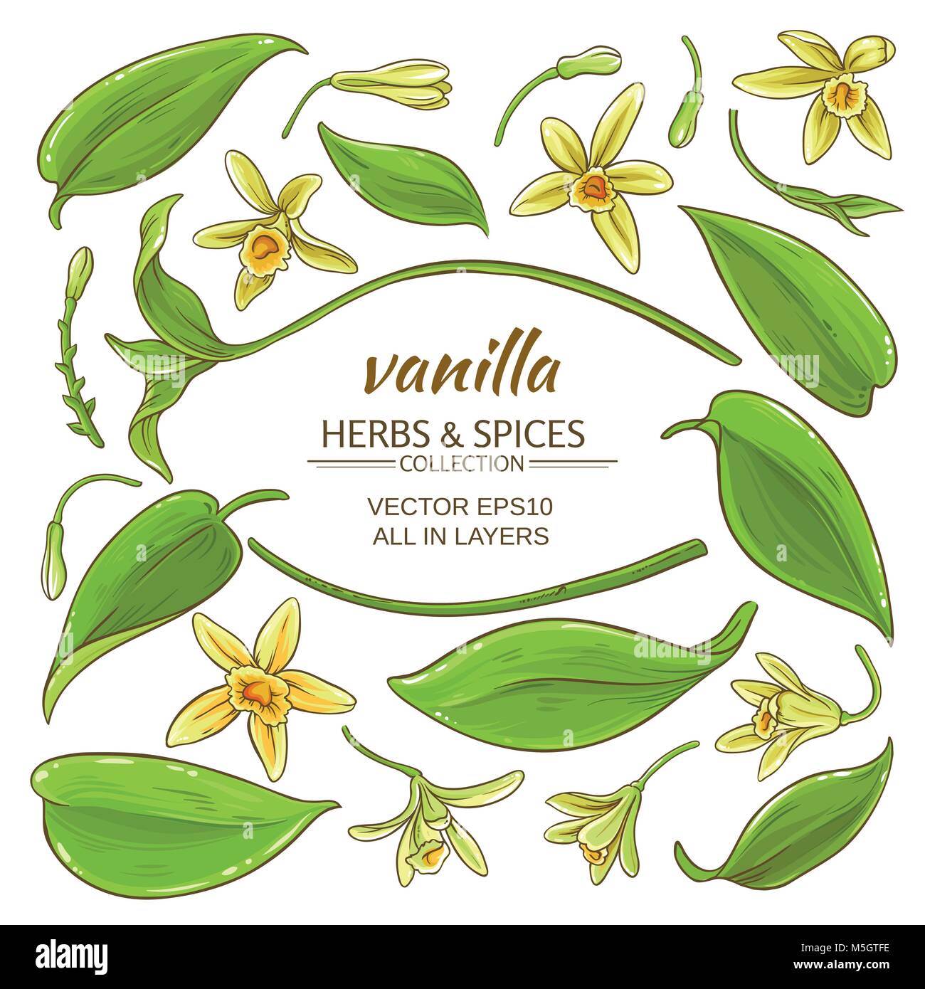 vanilla plant elements set on white background Stock Vector Image & Art ...